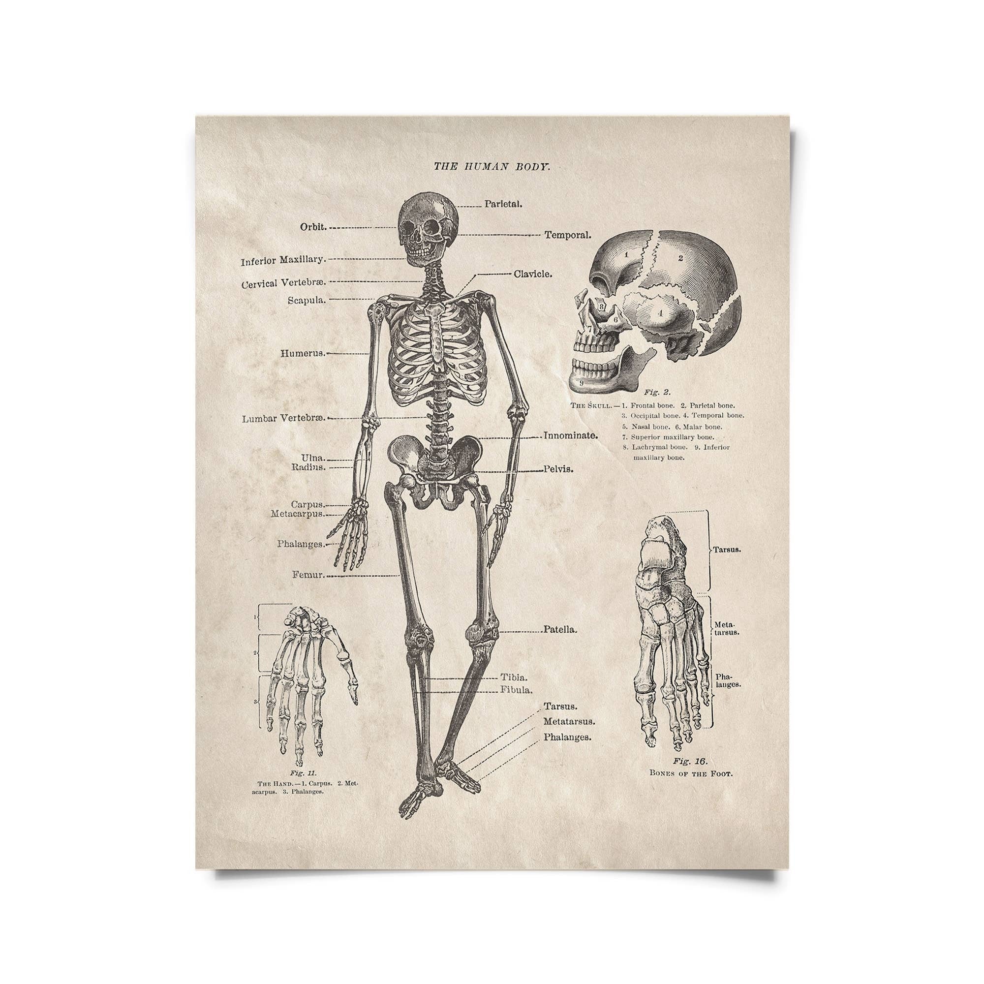Vintage Anatomy Human Body Skeleton Print w/ optional frame | Novis ...