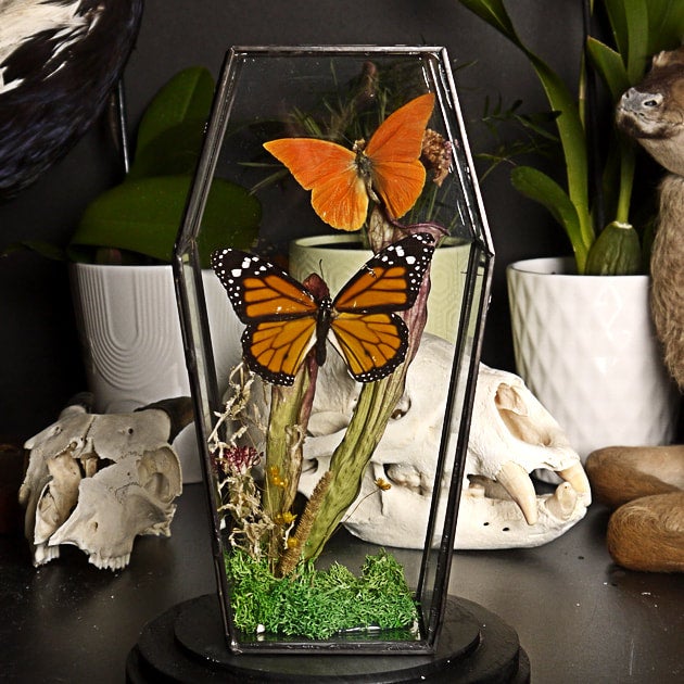 Coffin Glass Display | Novis Mortem Collective