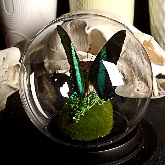 Papilio Blumei sphere dome | Novis Mortem Collective